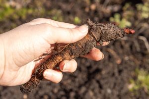 Propagating rhubarb: how & when to split rhubarb - Plantura