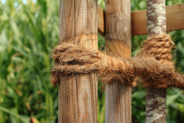 Pleached trees: types, planting & maintenance - Plantura