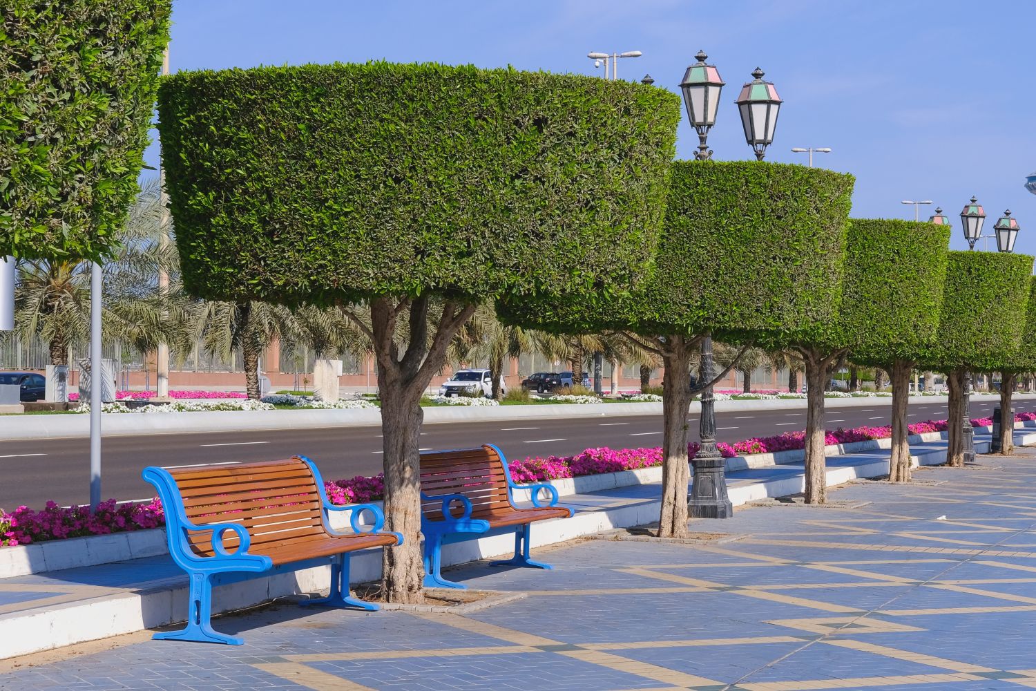 Pleached trees: types, planting & maintenance - Plantura