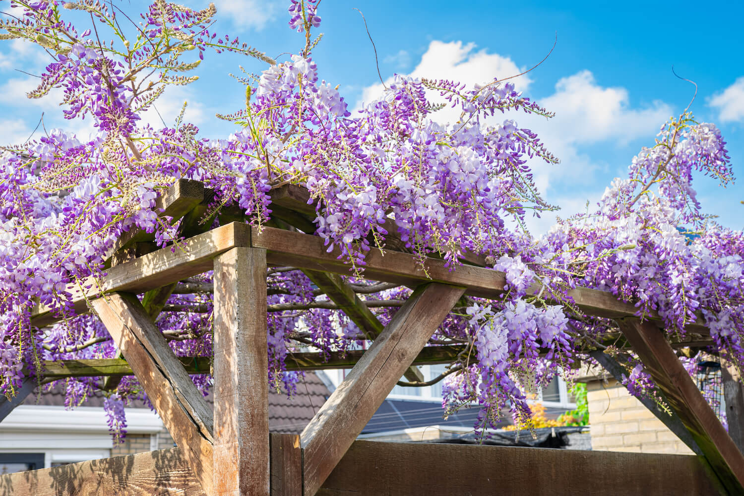 Wisteria types: different varieties of wisteria - Plantura