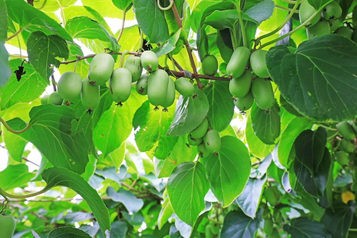 Types of kiwi: an overview of kiwi varieties - Plantura