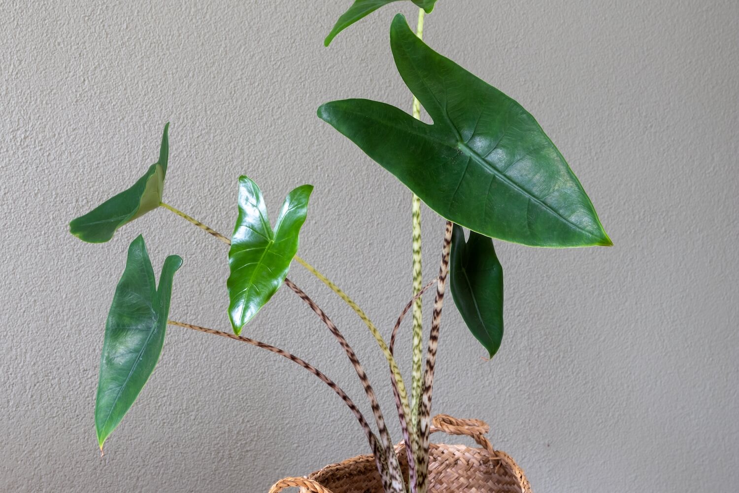 Alocasia varieties: the most beautiful species - Plantura
