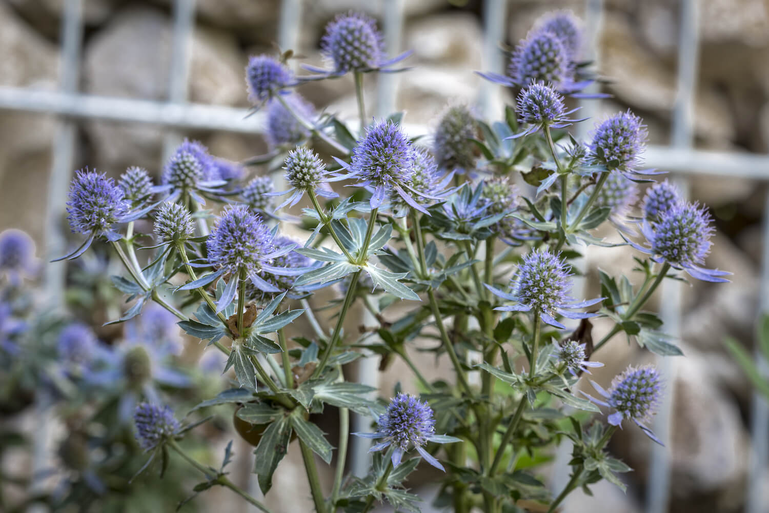 Sea holly varieties: the most beautiful species - Plantura