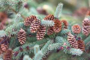 Blue spruce: profile, planting & care - Plantura