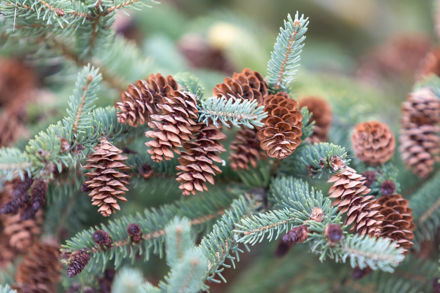 Blue spruce: profile, planting & care - Plantura