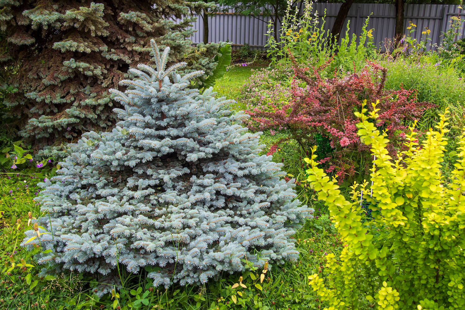 Blue spruce: profile, planting & care - Plantura