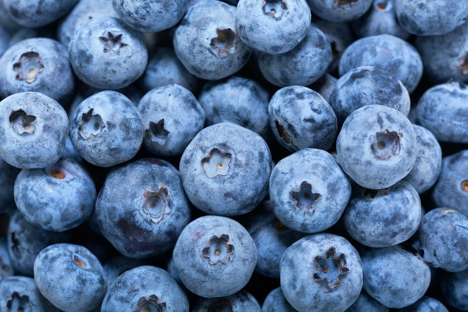 Blueberries: origin, profile & overwintering - Plantura