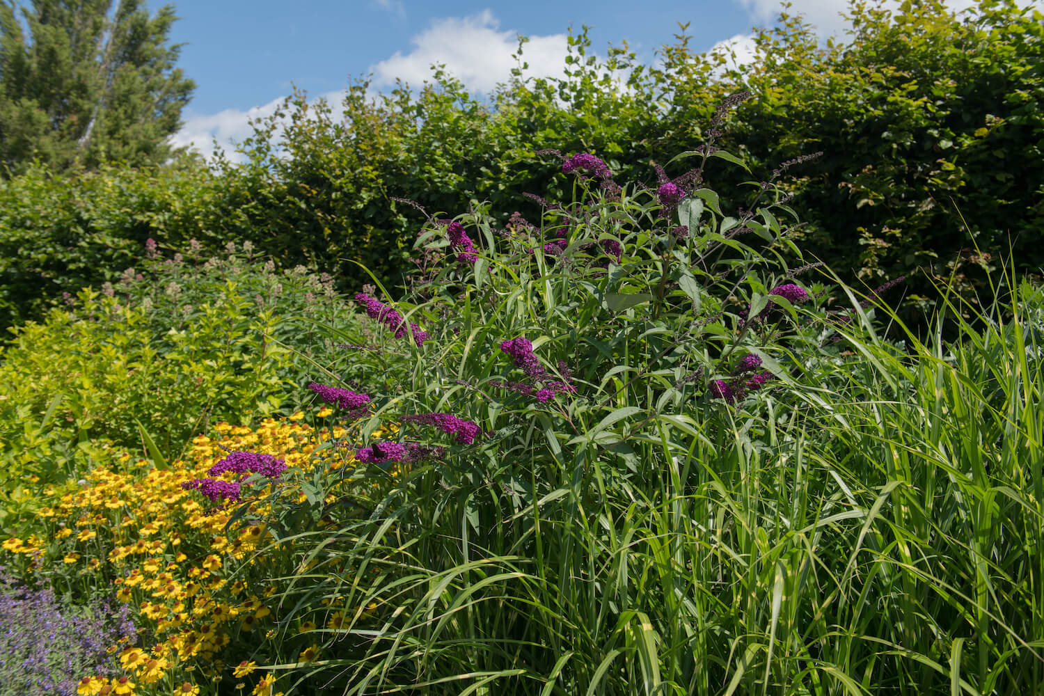Planting buddleia: when, where & how to plant - Plantura