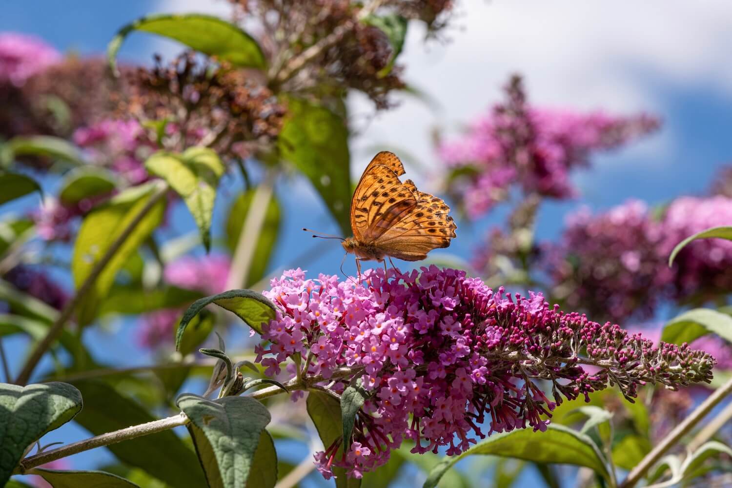 Propagating buddleia: via cuttings & seeds - Plantura