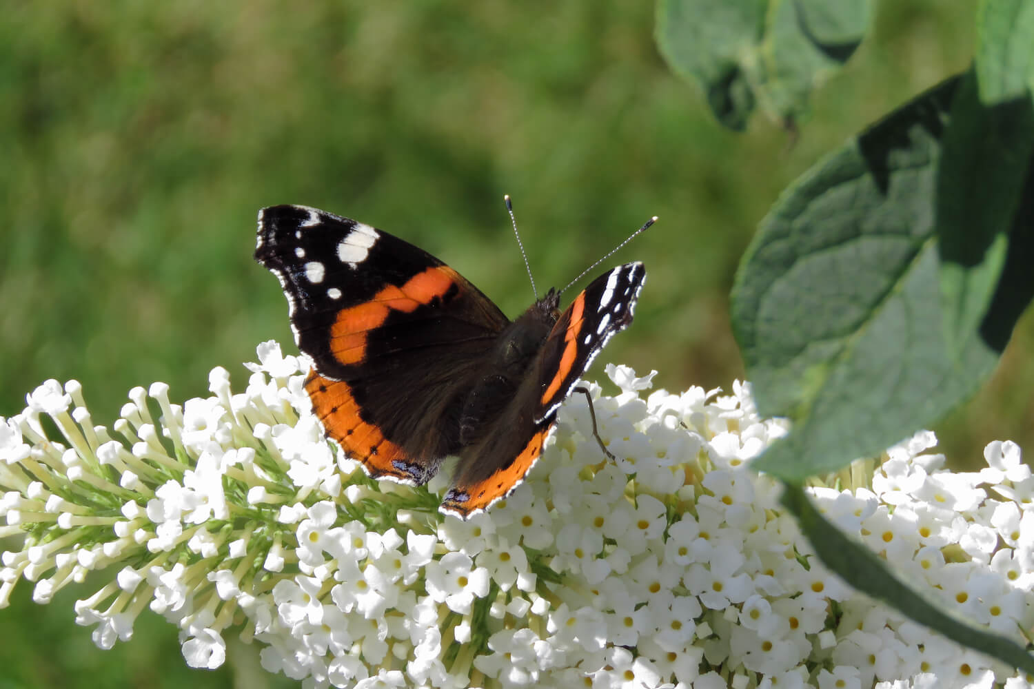 Buddleia varieties: the best at a glance - Plantura
