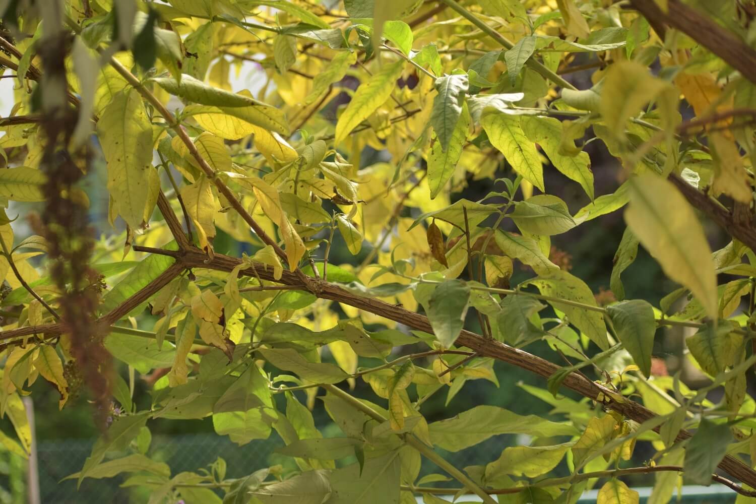 Buddleia care: fertilising, watering & pests - Plantura