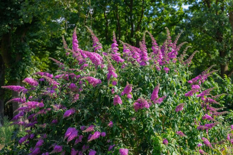 Planting buddleia: when, where & how to plant - Plantura