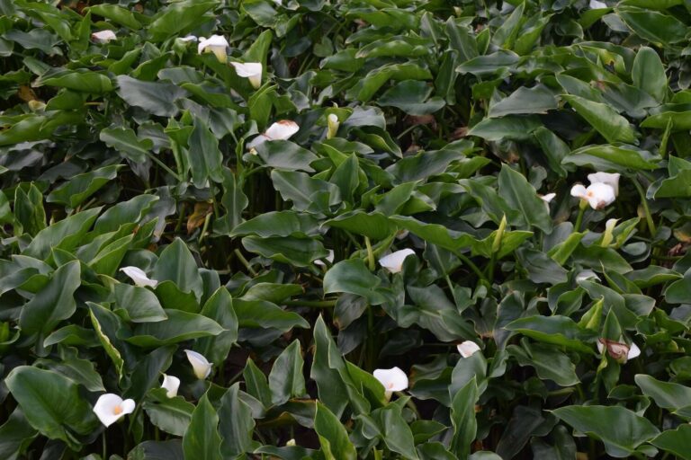 Calla lily: meaning & how to plant and propagate - Plantura