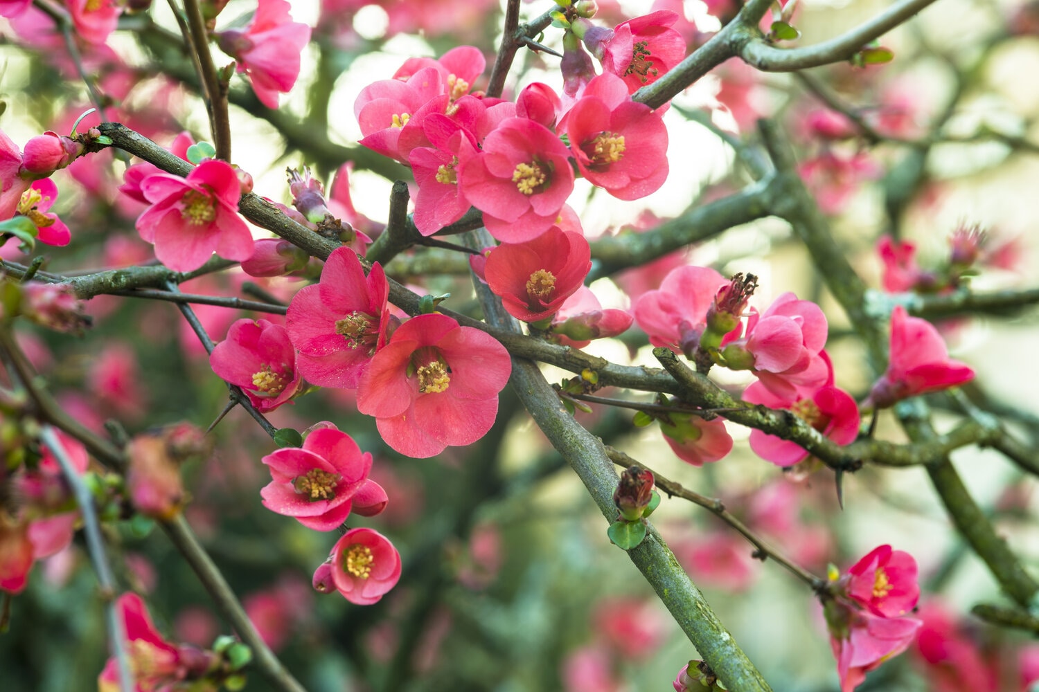 Japanese quince: care, propagation & varieties - Plantura