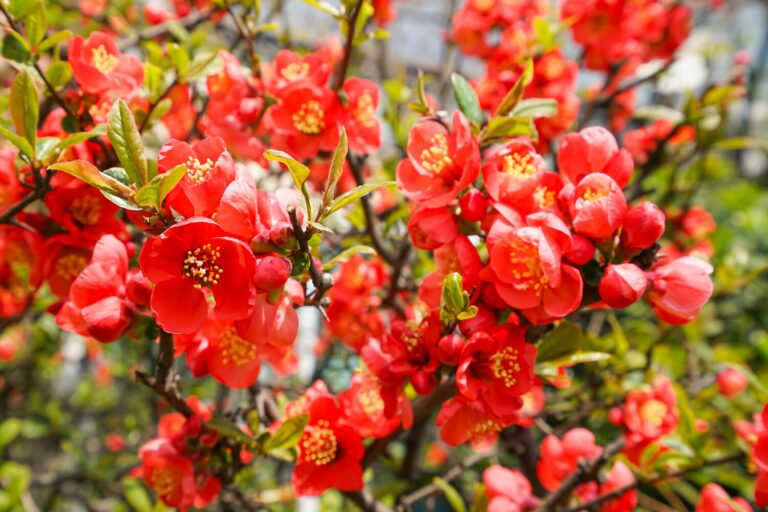 Japanese quince: care, propagation & varieties - Plantura
