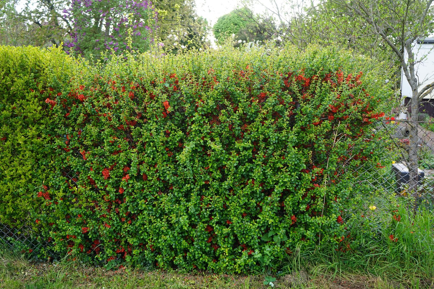 Japanese quince: care, propagation & varieties - Plantura