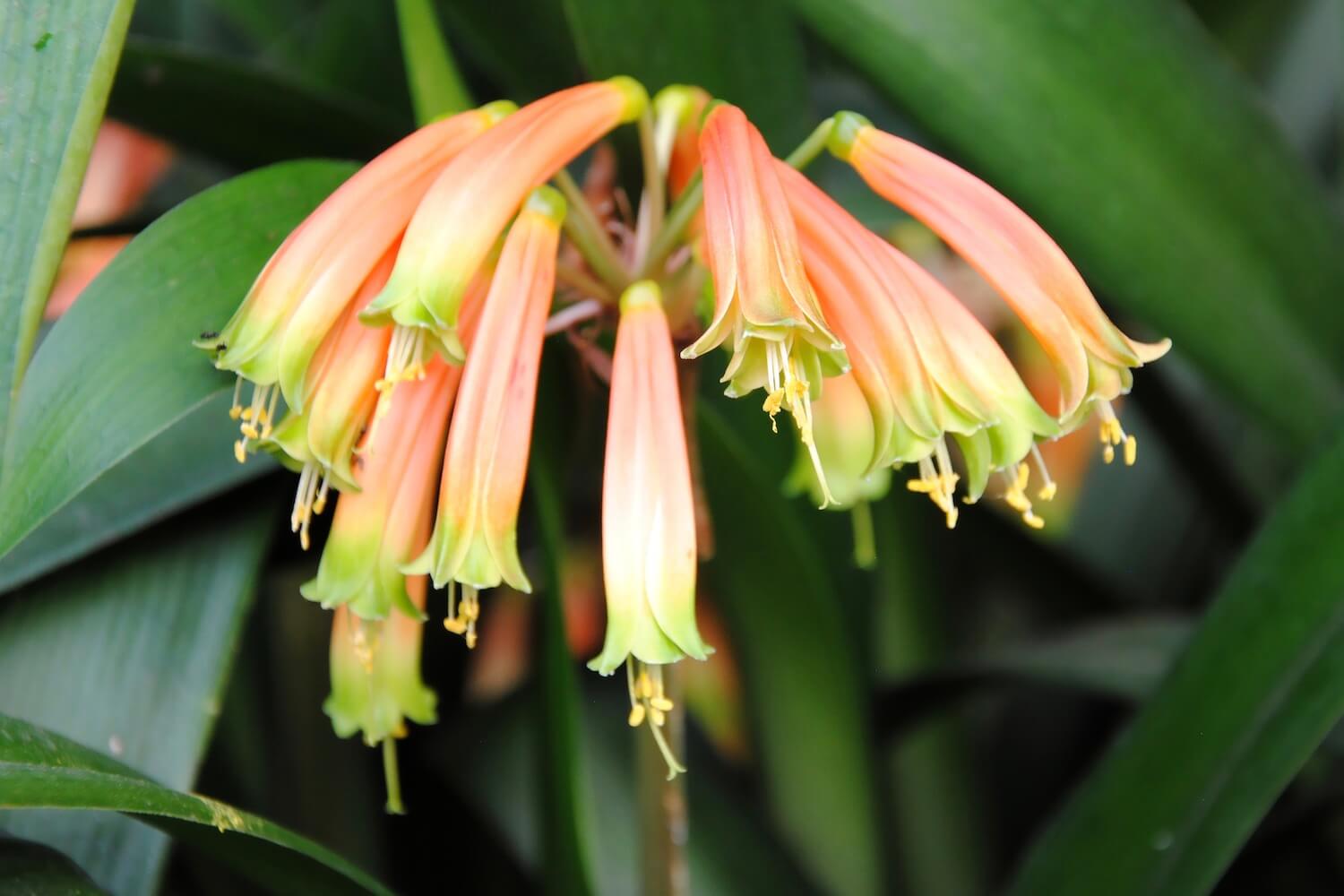 Clivia: profile, propagation & varieties - Plantura