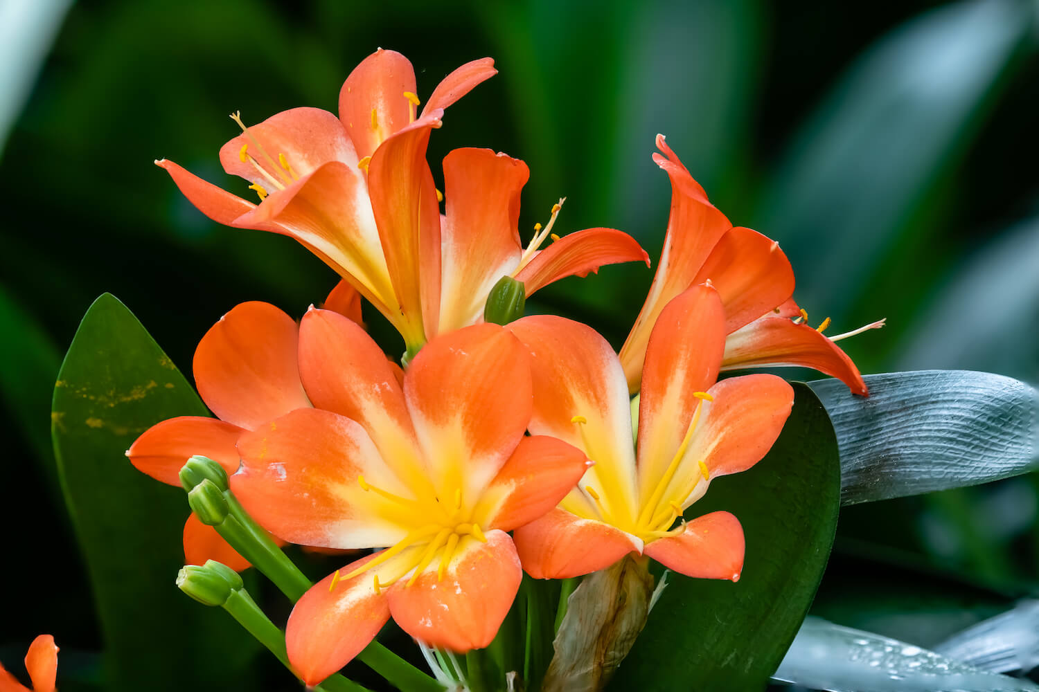 Clivia: profile, propagation & varieties - Plantura