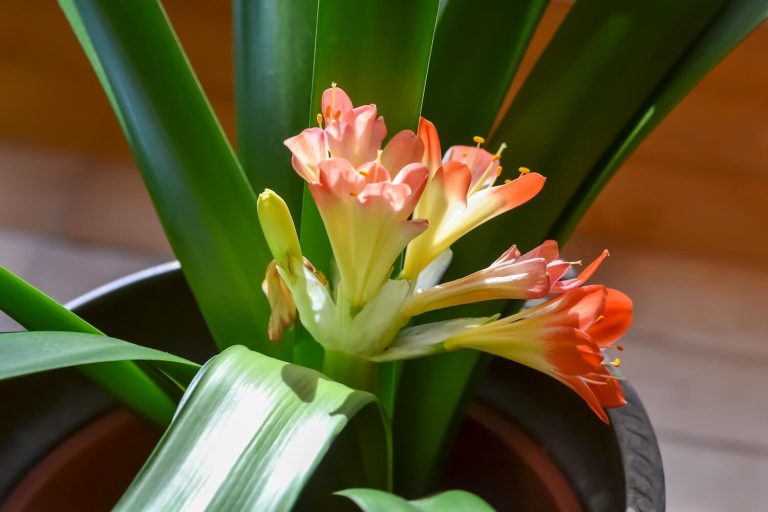 Clivia: profile, propagation & varieties - Plantura