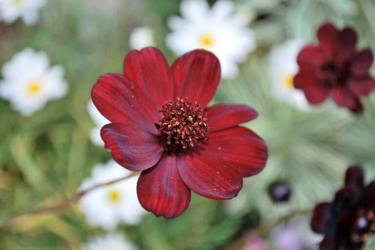 Cosmos: profile, propagation & toxicity - Plantura