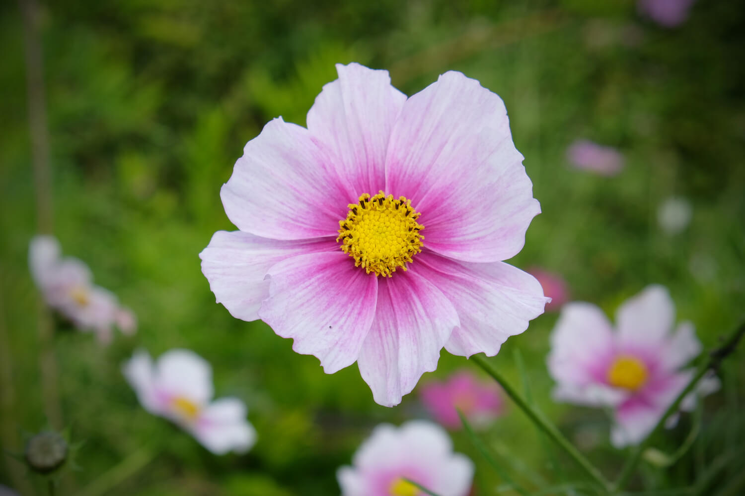 Cosmos varieties: the most beautiful at a glance - Plantura