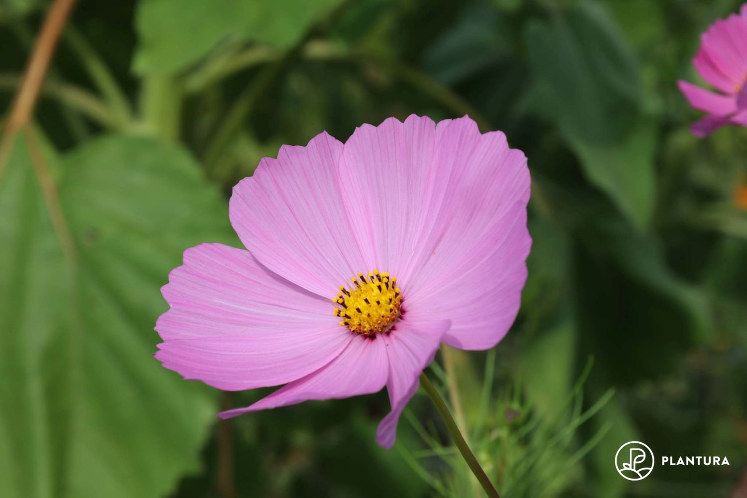 Growing Cosmos: planting, sowing and care - Plantura