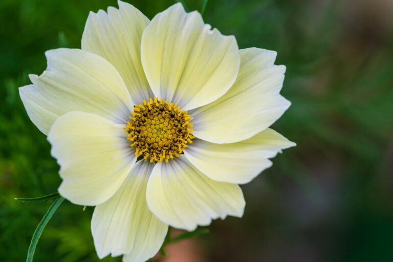 Cosmos varieties: the most beautiful at a glance - Plantura