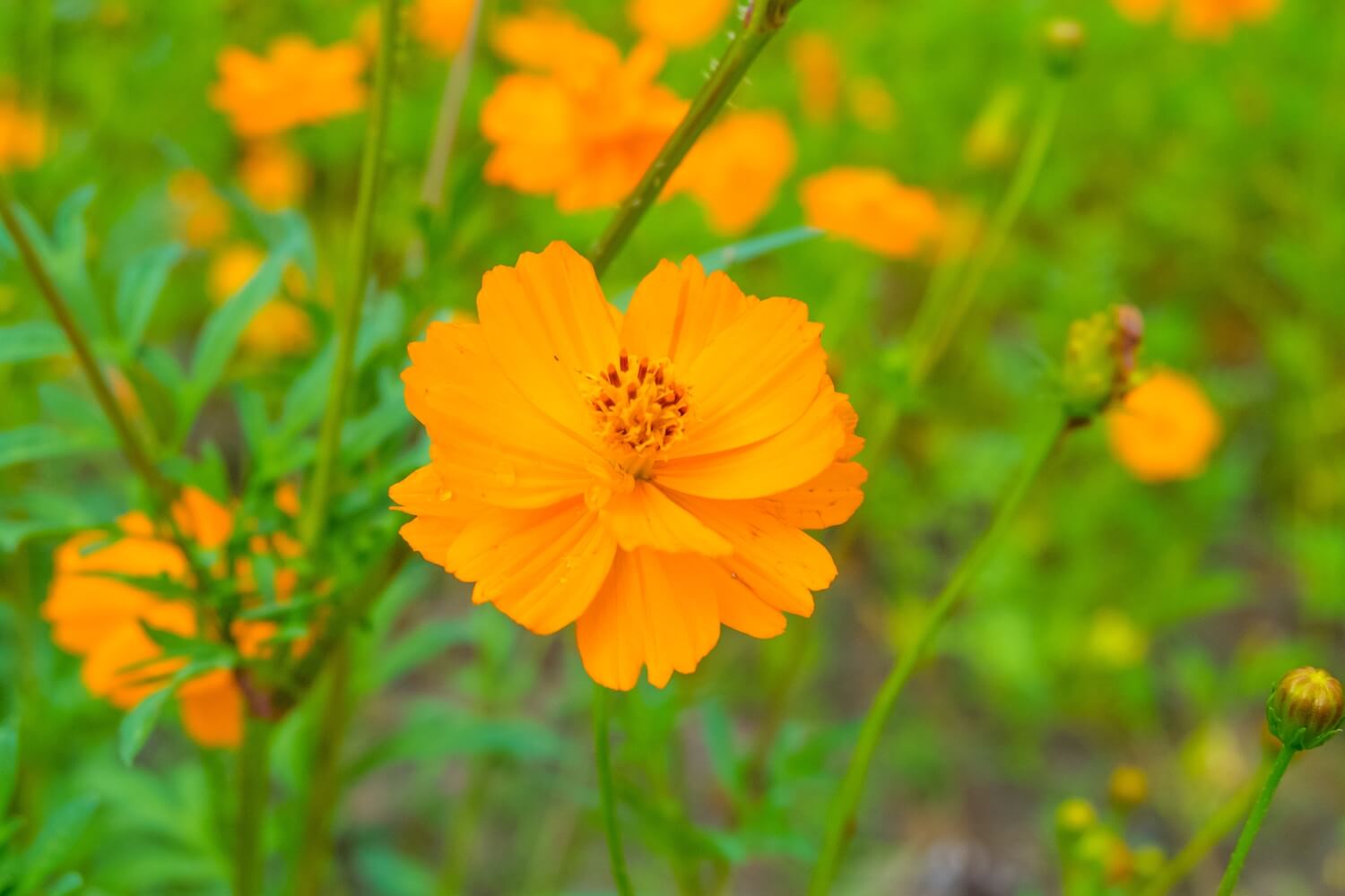 Cosmos varieties: the most beautiful at a glance - Plantura