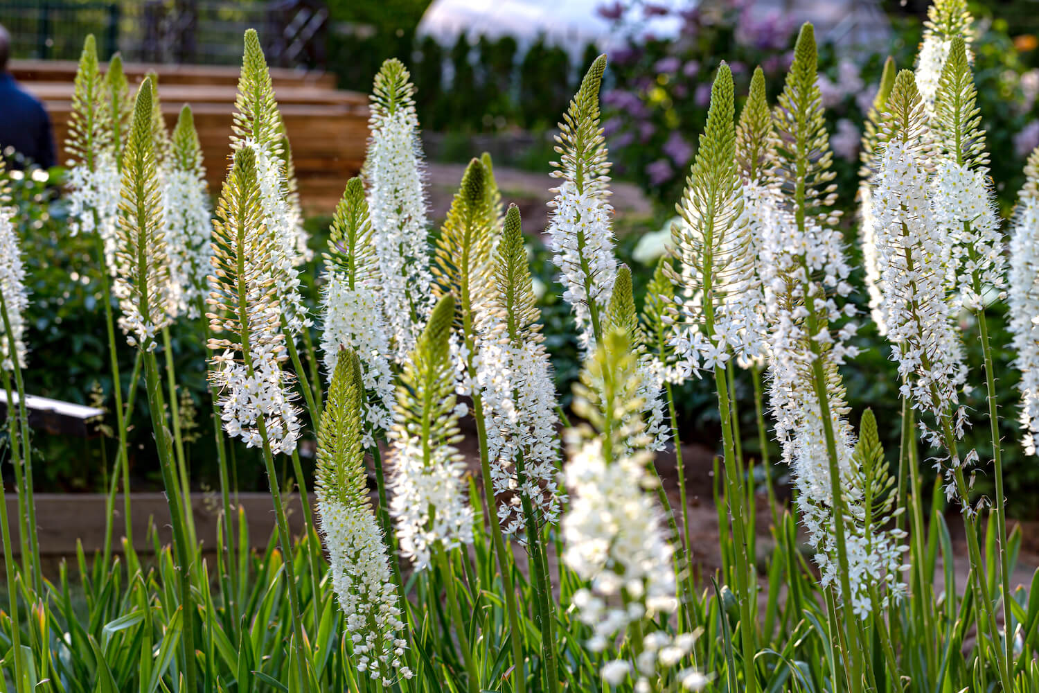 Foxtail lilies: profile, propagation & varieties - Plantura