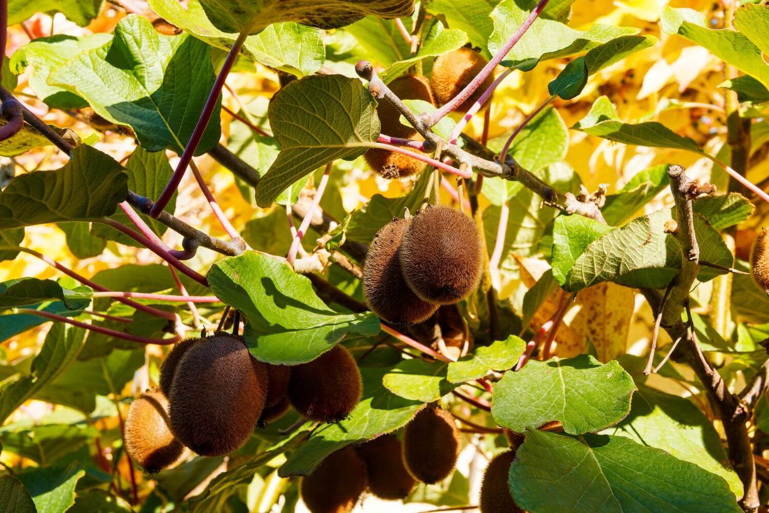 Types Of Kiwi An Overview Of Kiwi Varieties Plantura