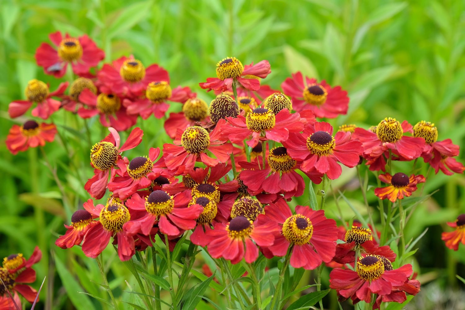 Helenium varieties: the best sneezeweed varieties – Plantura