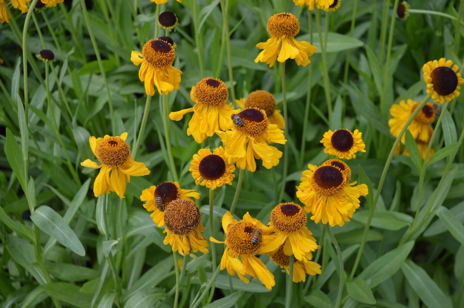Helenium varieties: the best sneezeweed varieties – Plantura