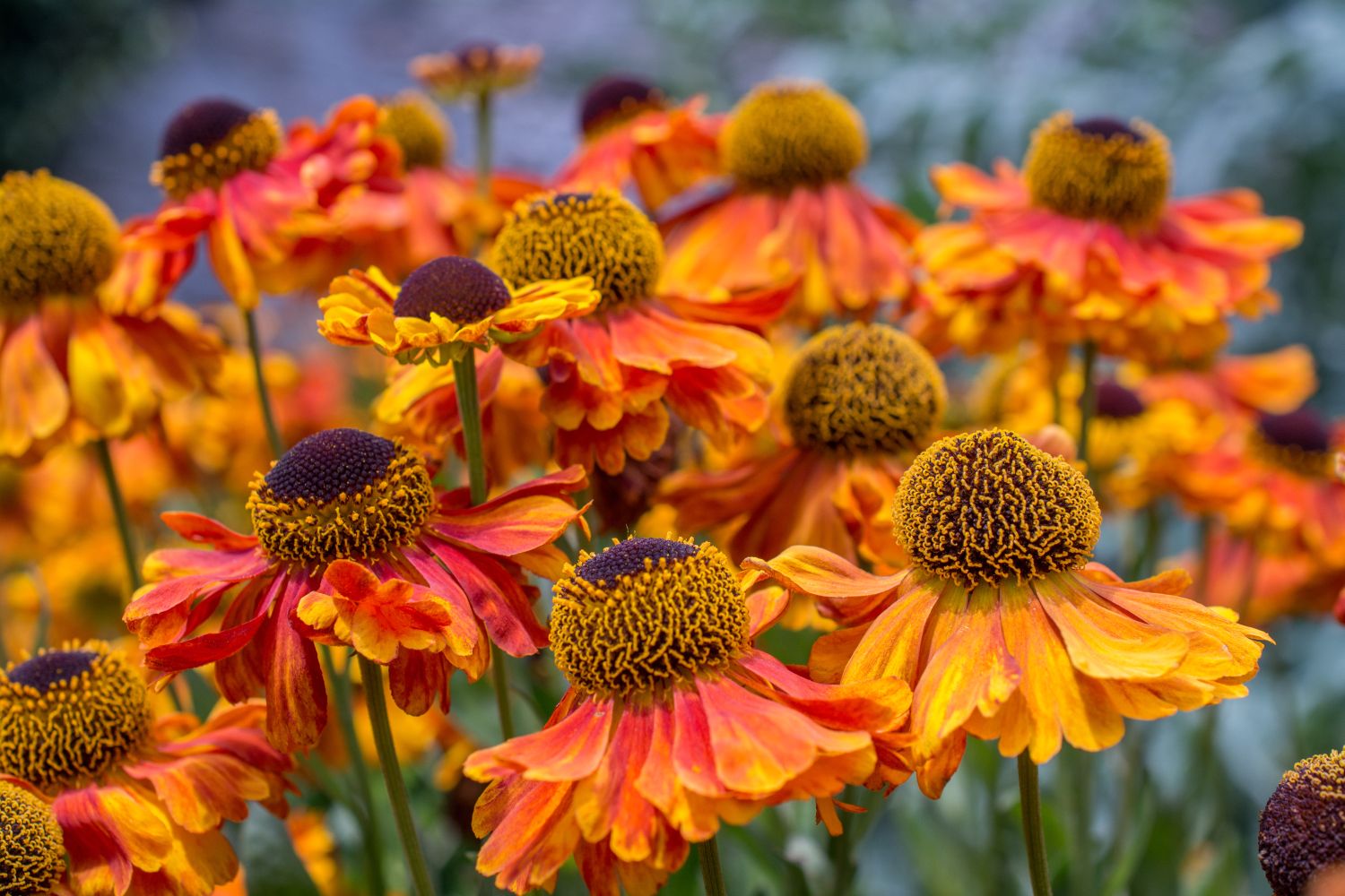 Helenium varieties: the best sneezeweed varieties – Plantura