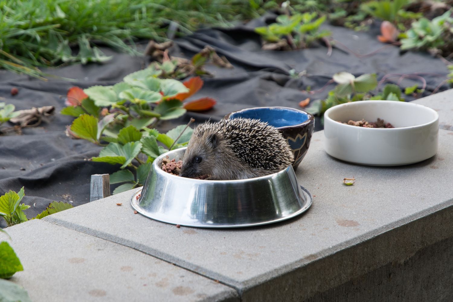 Hedgehog hibernation: how, where, when & how long - Plantura