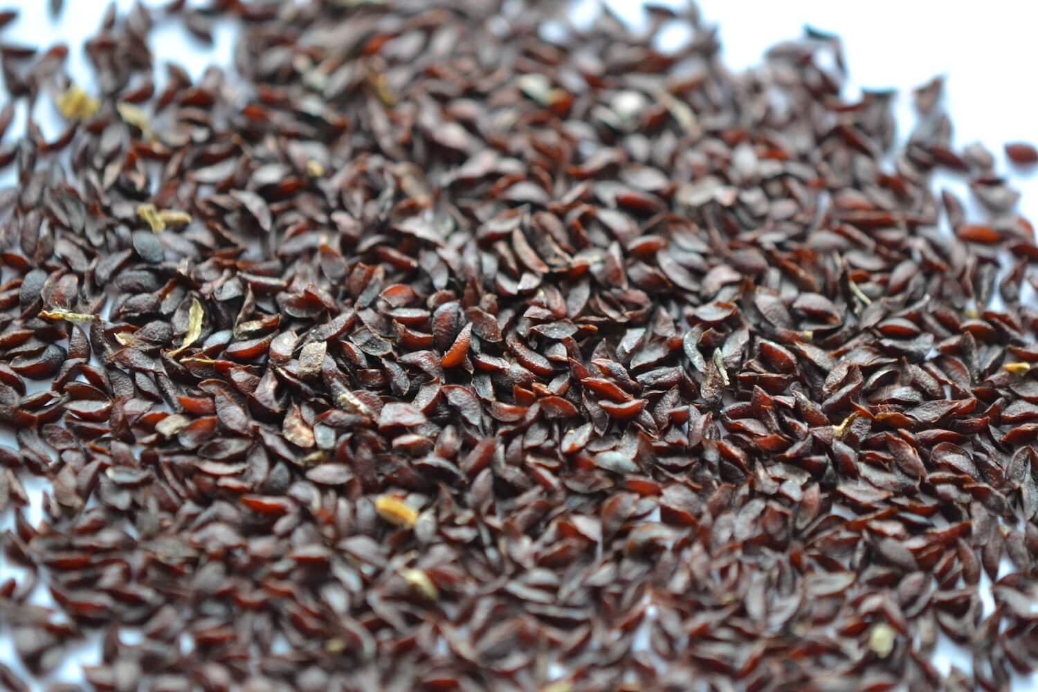 Jacob's ladder: Planting, pruning & overwintering - Plantura