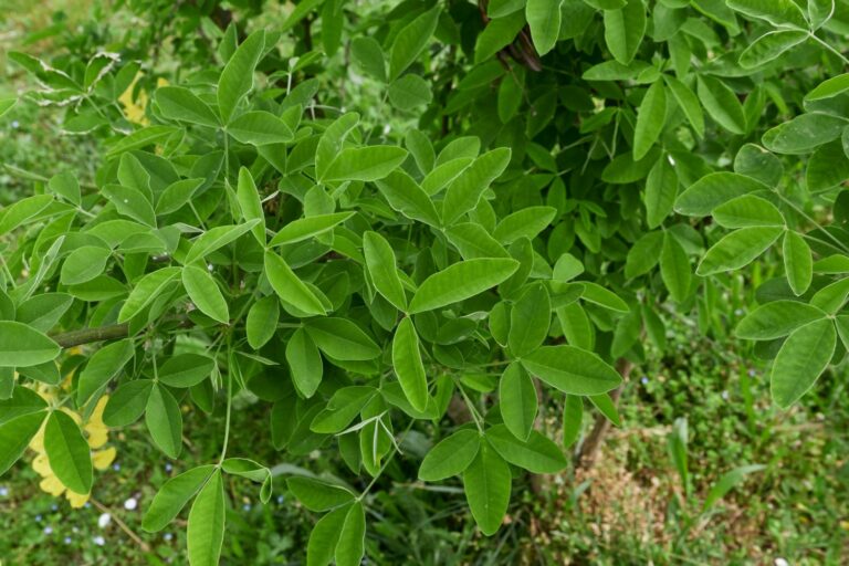 Laburnum: planting, care & pruning - Plantura