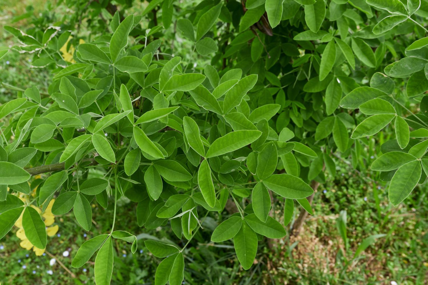 Laburnum: planting, care & pruning - Plantura