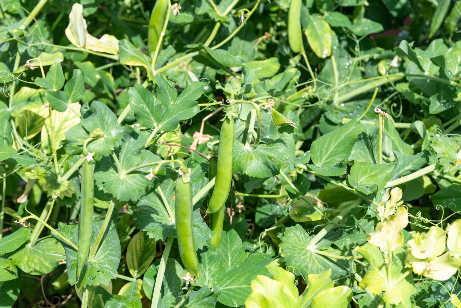 Types of peas: the best pea varieties - Plantura