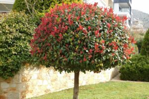 Photinia varieties: the best ones for your garden - Plantura