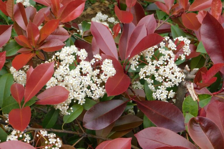 Photinia: profile, plant care & toxicity - Plantura