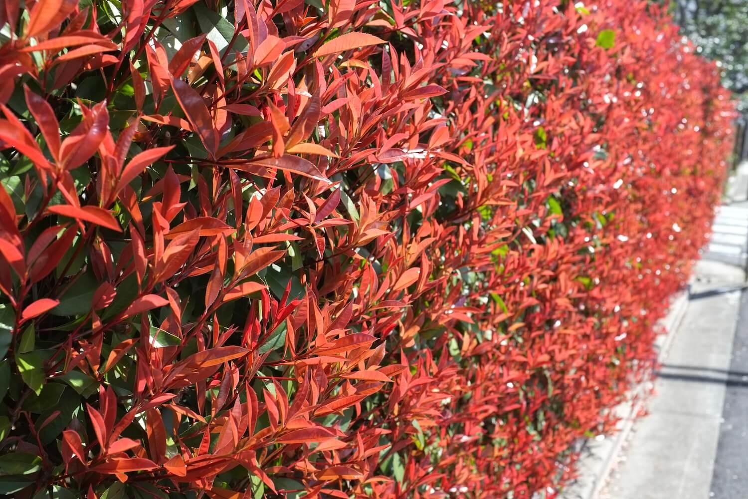 Photinia: profile, plant care & toxicity - Plantura