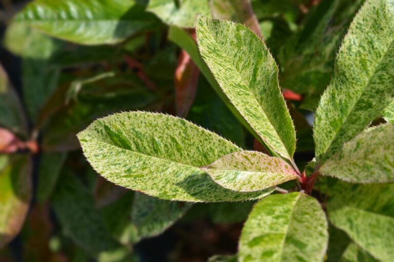 Photinia varieties: the best ones for your garden - Plantura