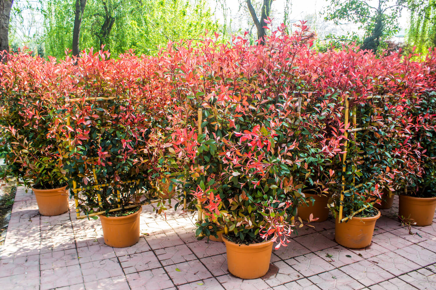 Photinia: profile, plant care & toxicity - Plantura
