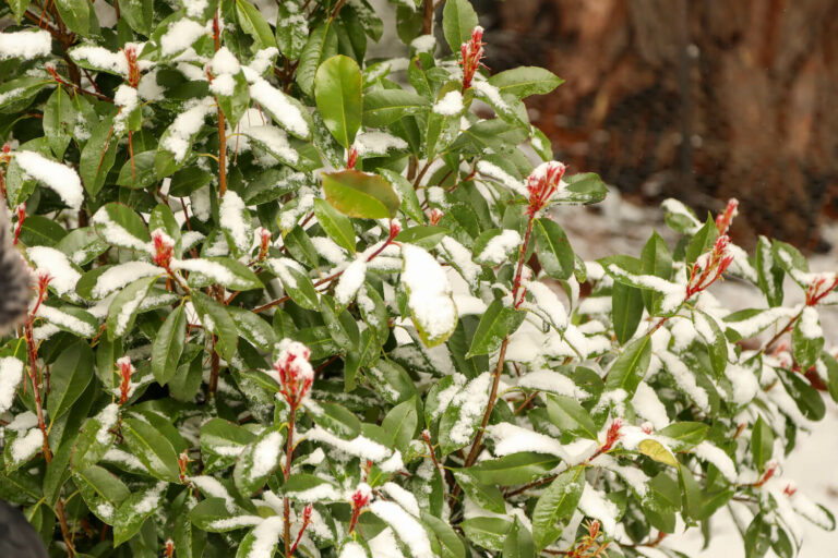 Photinia: profile, plant care & toxicity - Plantura