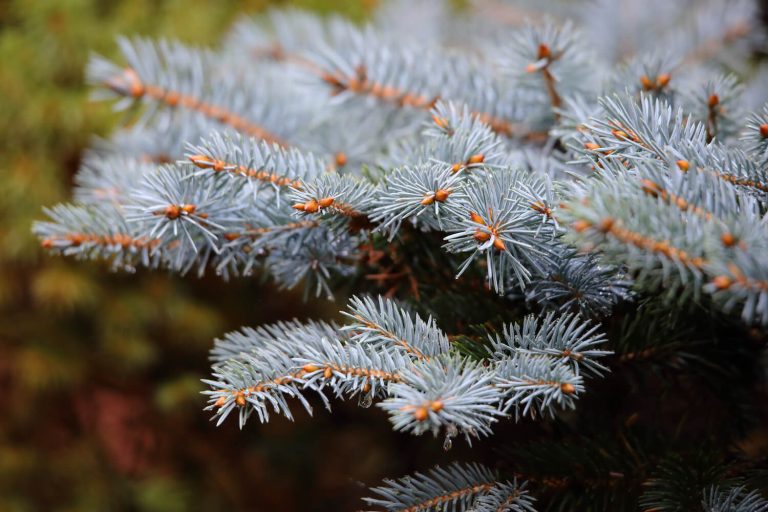 Blue spruce: profile, planting & care - Plantura