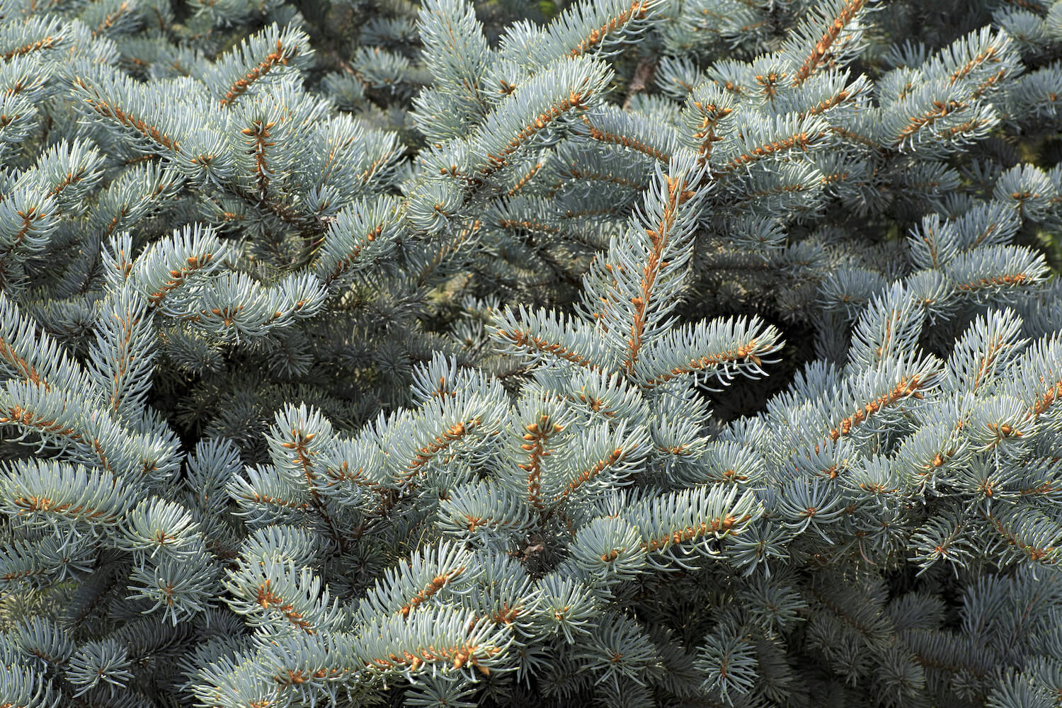 Blue spruce: profile, planting & care - Plantura