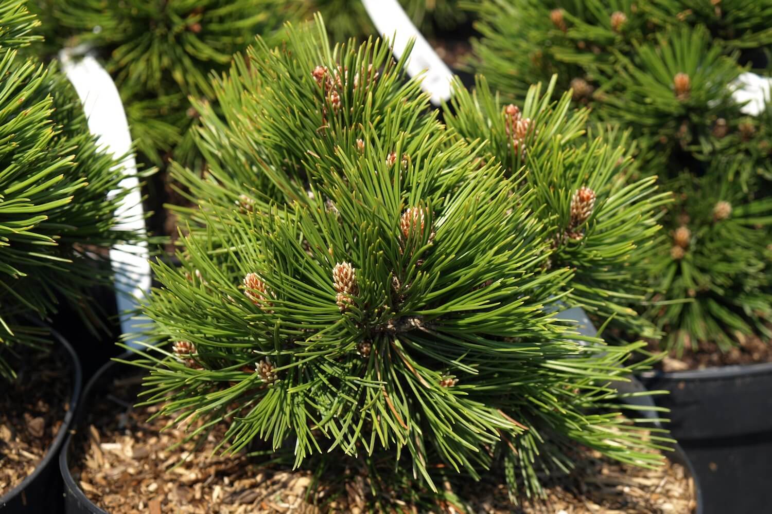 Bosnian pine: profile, care & varieties - Plantura