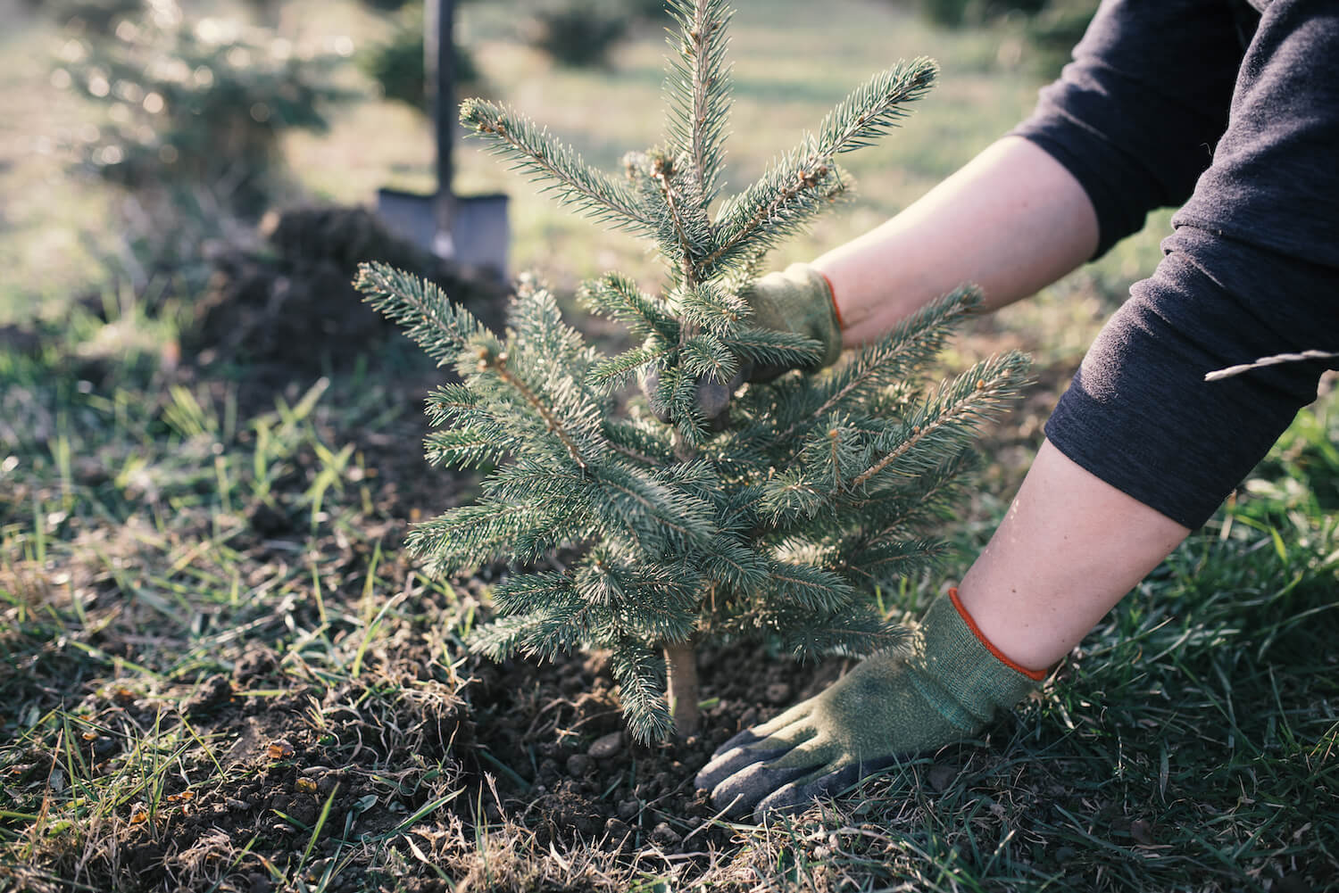 Blue spruce: profile, planting & care - Plantura