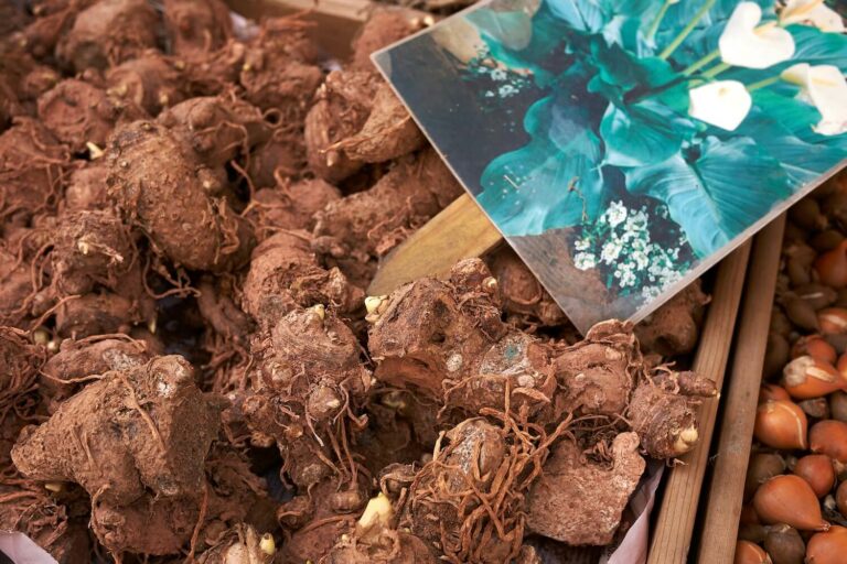 Calla lily: meaning & how to plant and propagate - Plantura