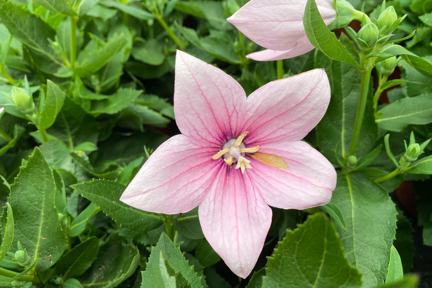 Balloon flower: plant, care & overwintering - Plantura